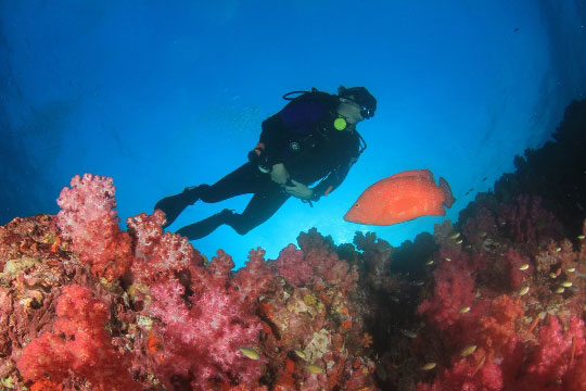 Similan Scuba Diving: Liveaboards & Daytrips | Dive The World Thailand